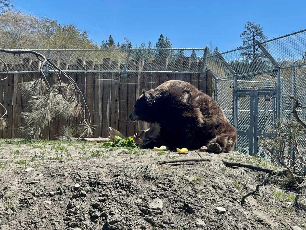 Big Bear Alpine Zoo - Mike Dolan & Associates
